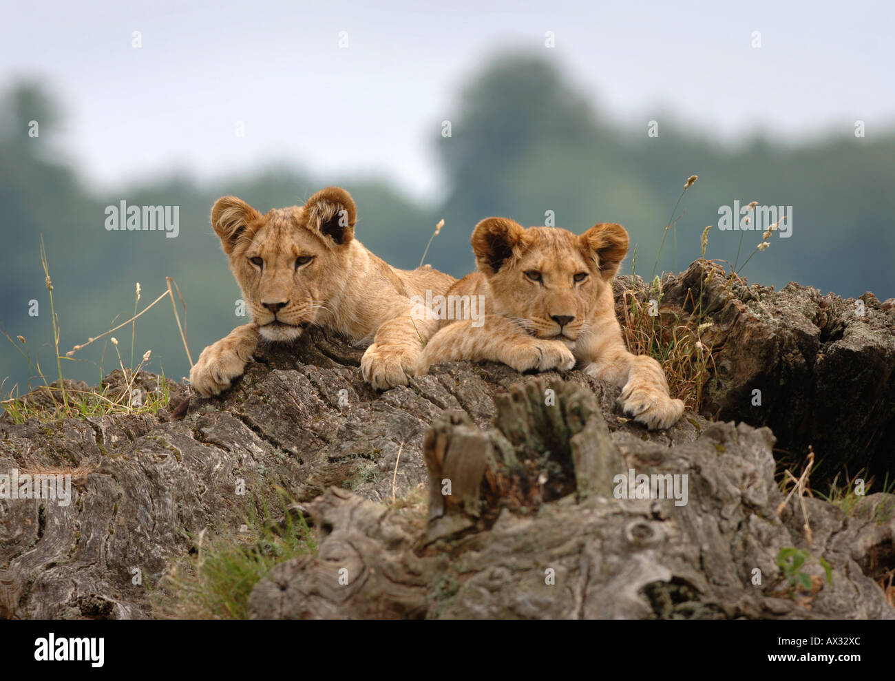 Longleat safari park hi-res stock photography and images - Alamy