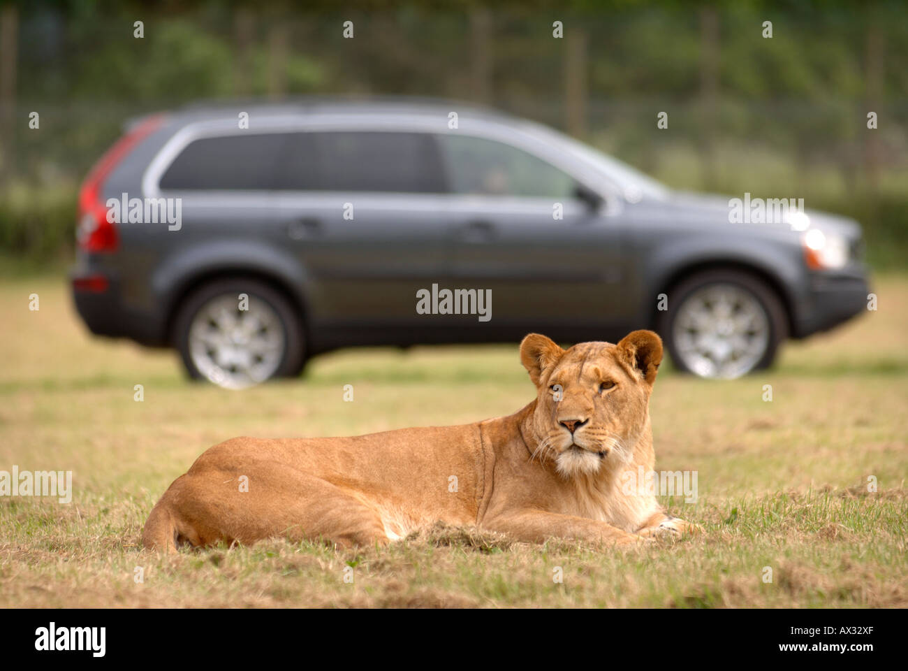 Longleat lion car hi-res stock photography and images - Alamy