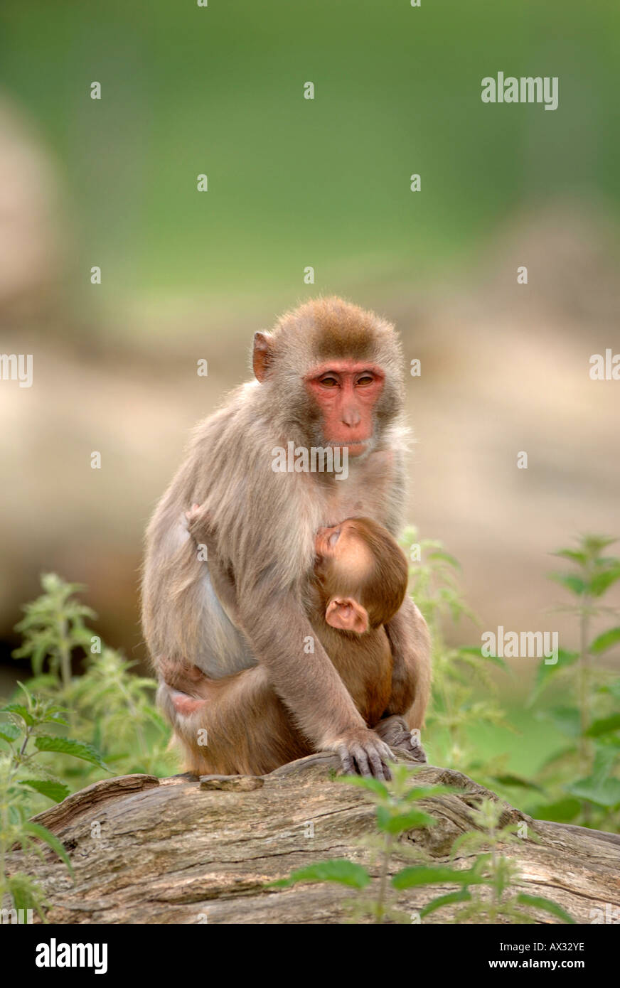 A FEMALE RHESUS MONKEY WITH HER YOUNG IN THE MONKEY ENCLOSURE AT ...