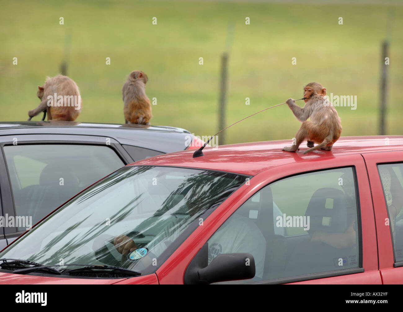 RHESUS MONKEYS EXPLORE THE CARS IN THE MONKEY ENCLOSURE AT LONGLEAT ...