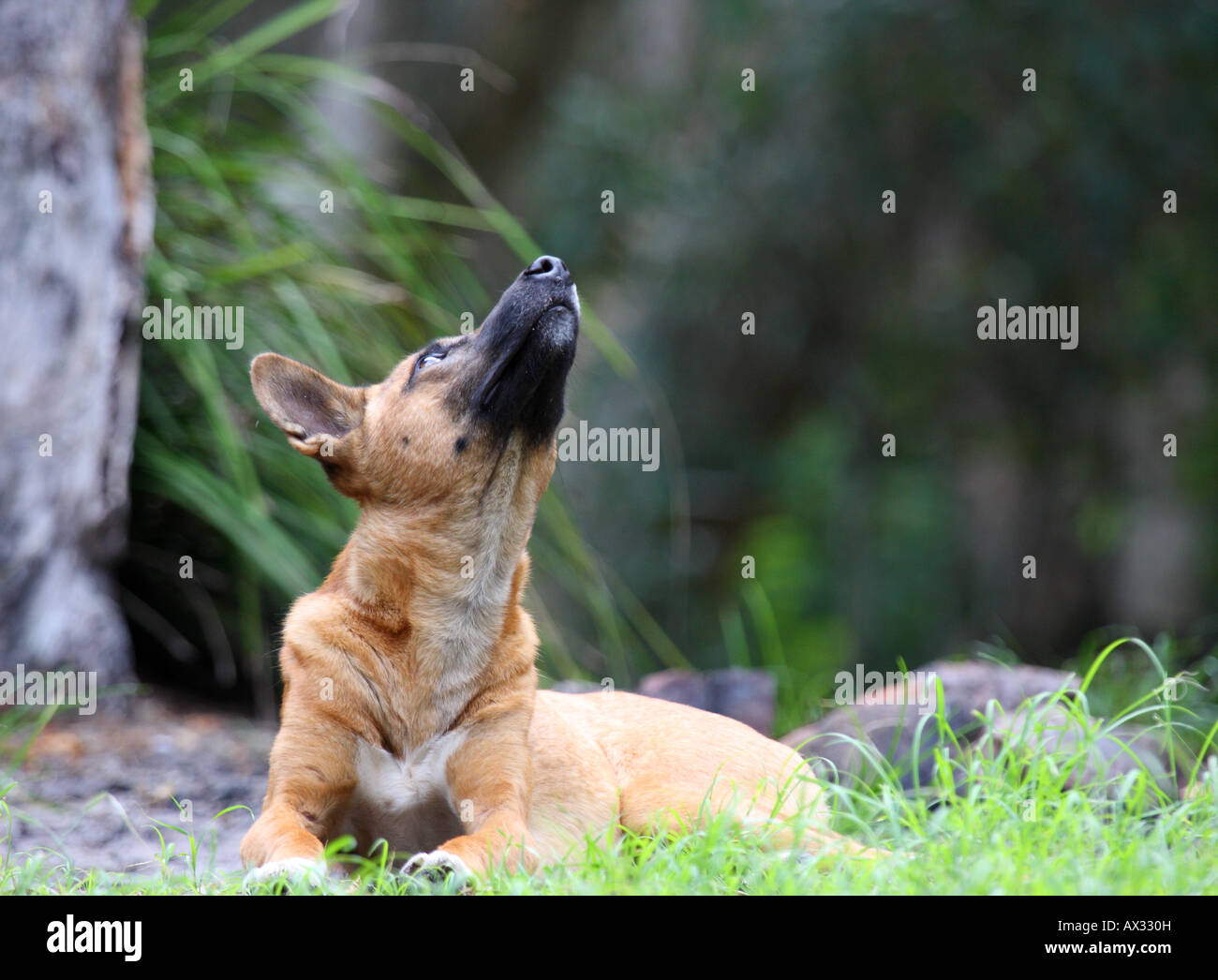 Dingo, canis lupus dingo, single pure-bred adult lying down, looking ...