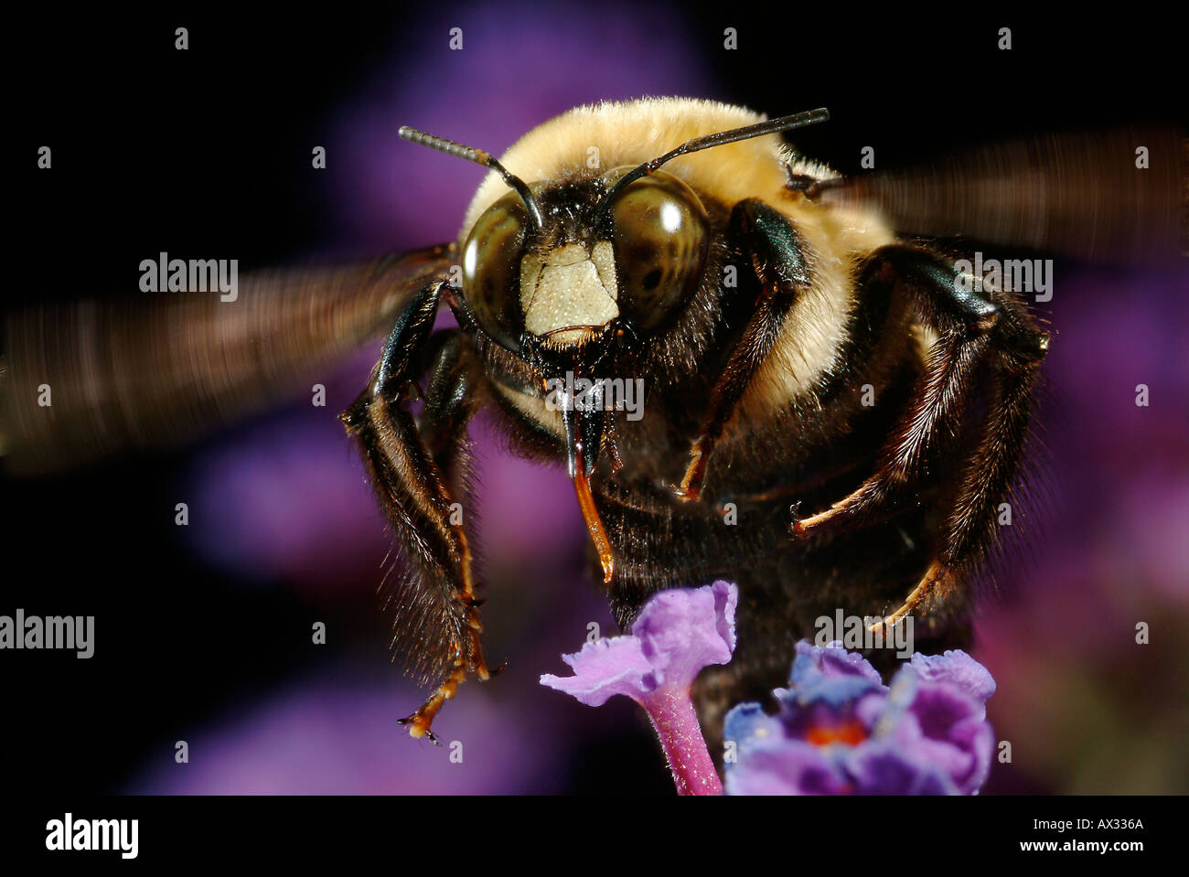 Bumble Bee at Butterfly Bush Flower Stock Photo - Alamy