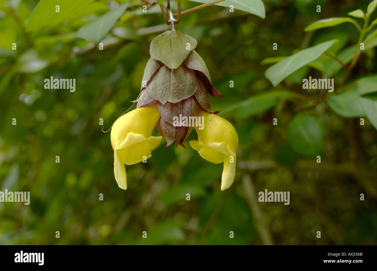 St joseph flower hi-res stock photography and images - Alamy