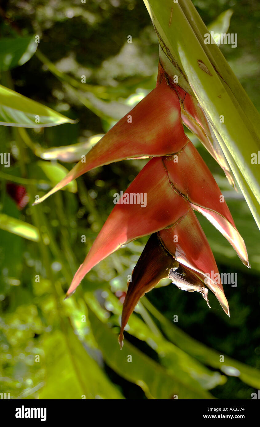 St Joseph Flower High Resolution Stock Photography and Images - Alamy
