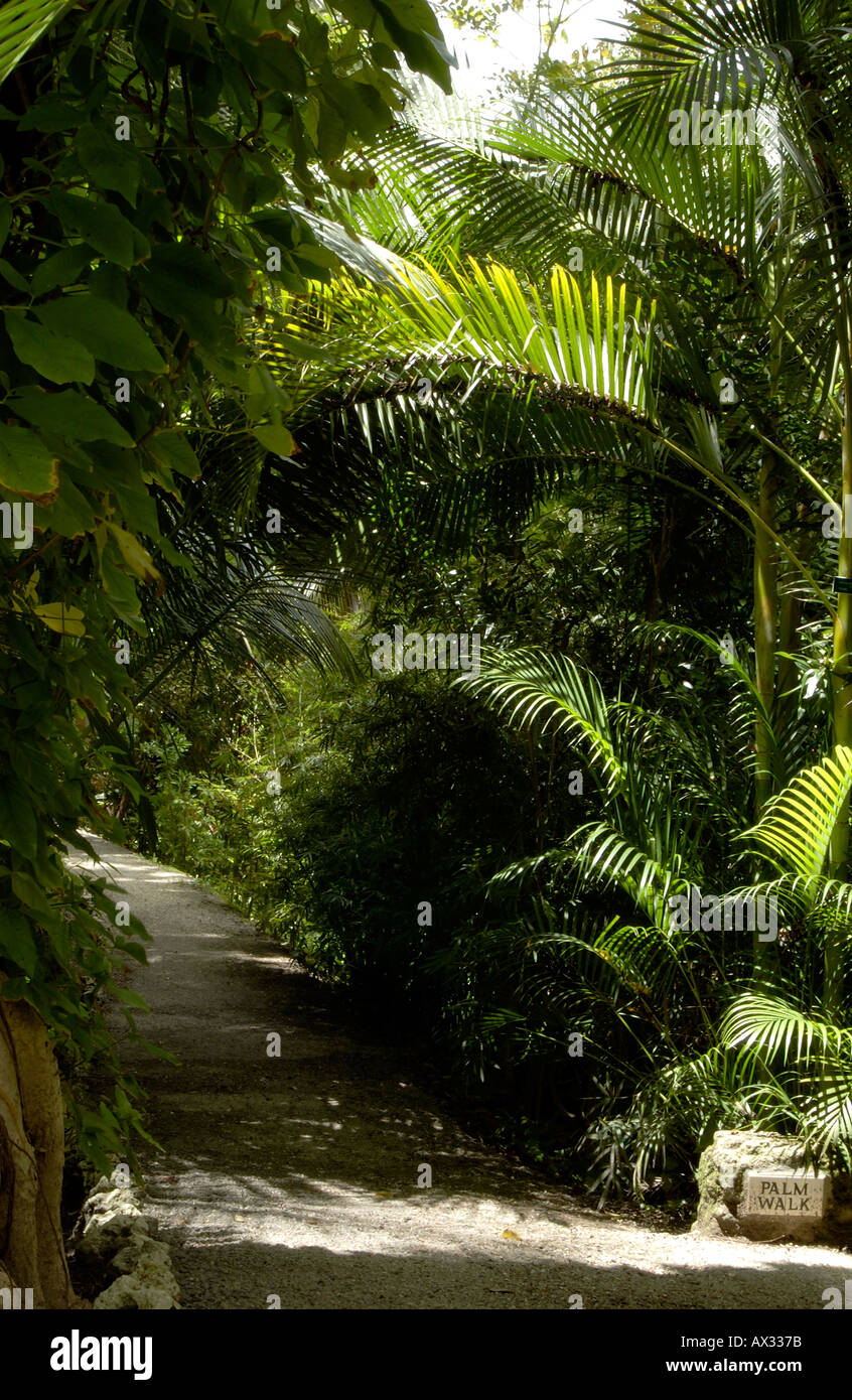 Lush greenery at the Flower Forest St Joseph Barbados West Indies Stock ...