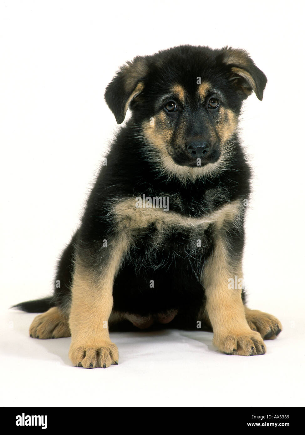 German Shepard Puppy (8 weeks old Stock Photo - Alamy