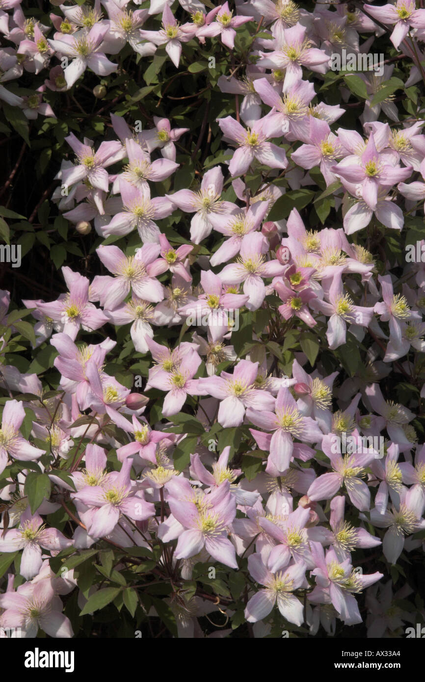 Clematis montana rubens, vigorous climber in full bloom in spring Stock ...
