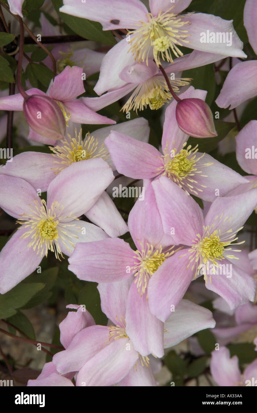 Strong and vigorous hi-res stock photography and images - Alamy