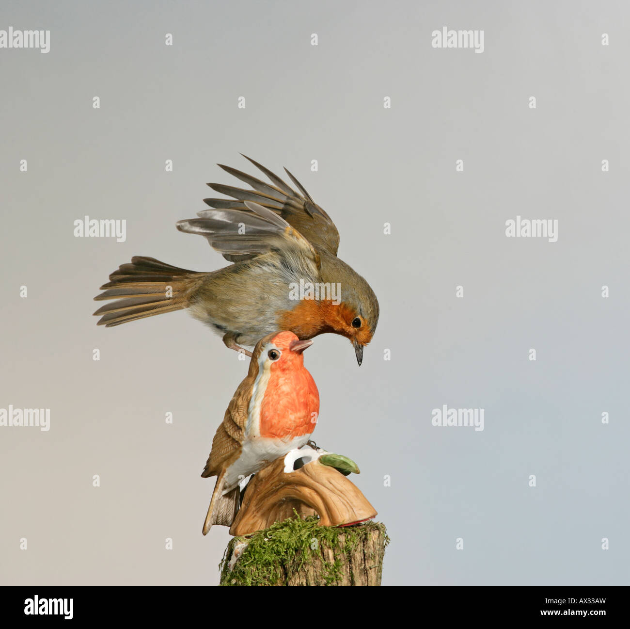 Robin fighting hi-res stock photography and images - Alamy