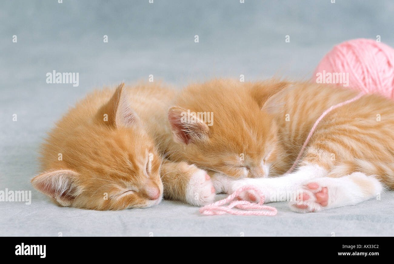 Cat nap hi-res stock photography and images - Alamy