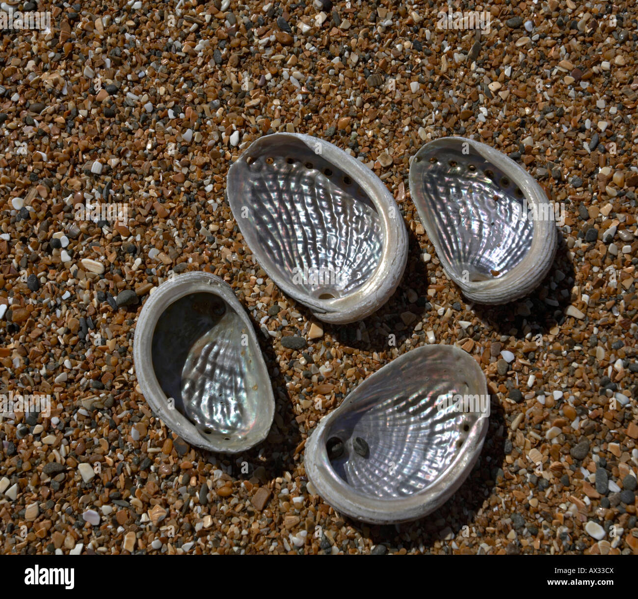 Four Paua shells on the beach, Bushy Beach, Oamaru, South Island, New ...