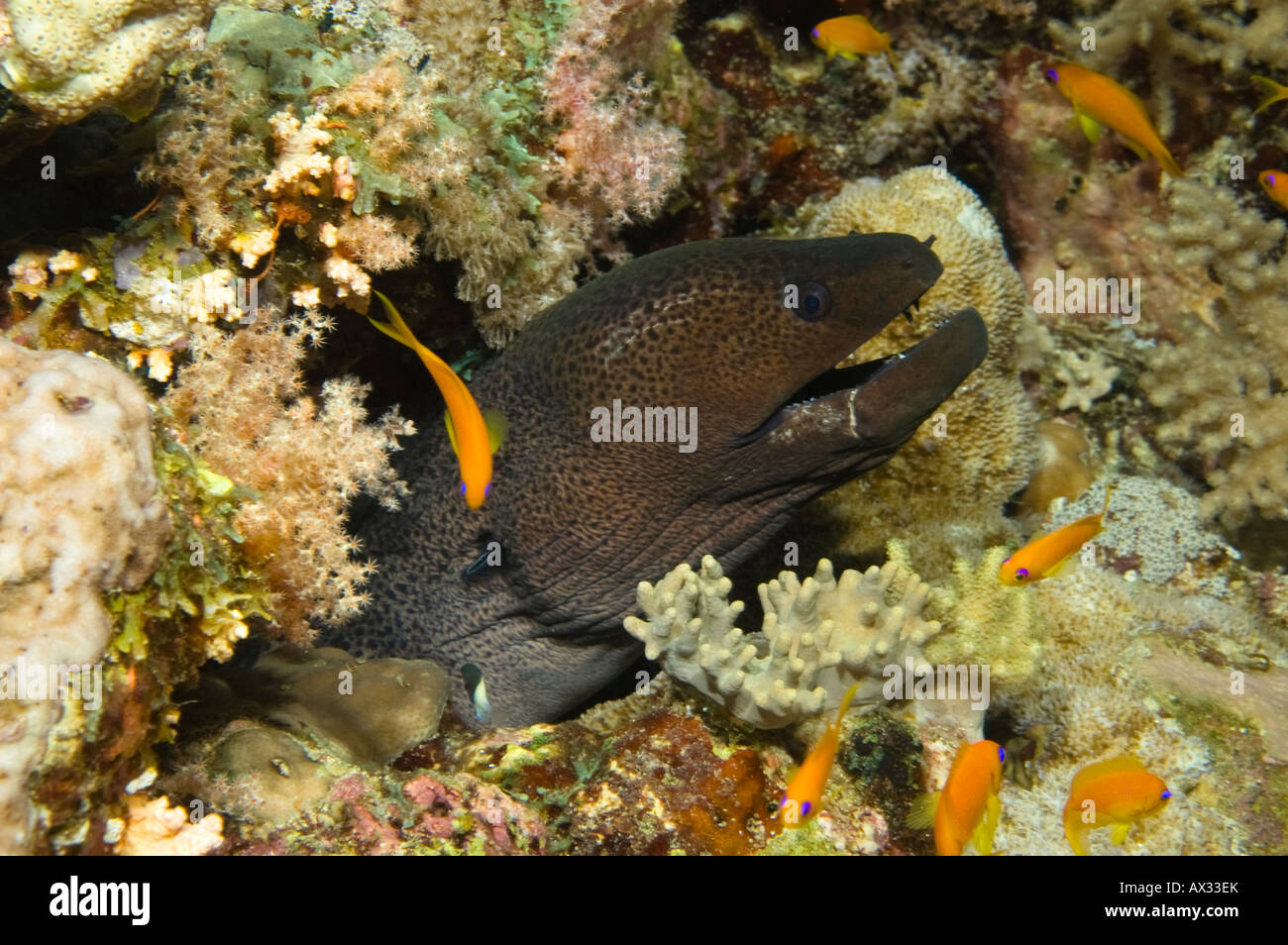 Morray hi-res stock photography and images - Alamy