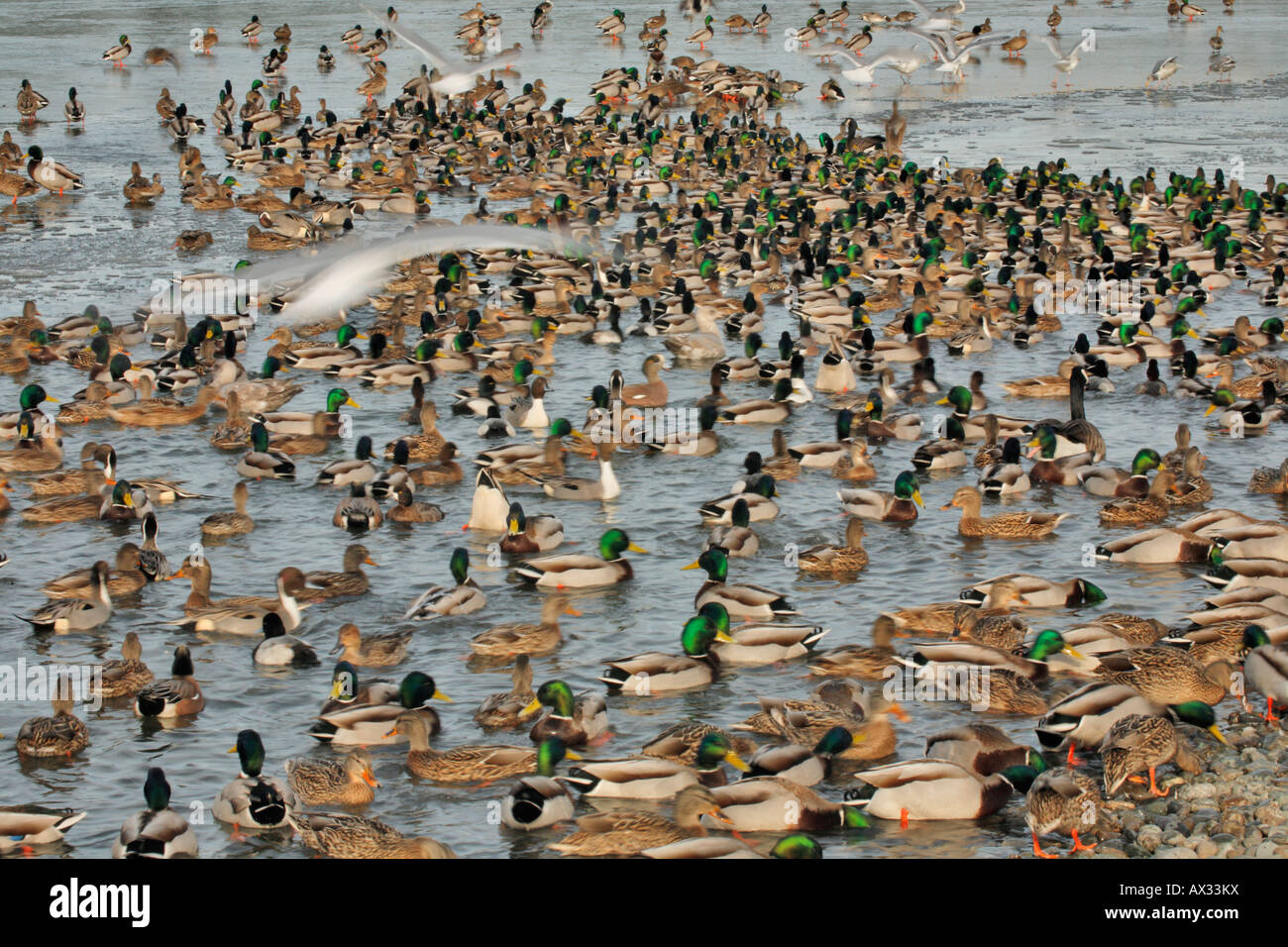 Mixed mass of ducks in slow shutter speed abstract feeding frenzy ...
