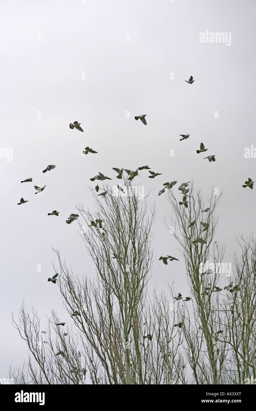 Roost pigeon uk hi-res stock photography and images - Alamy