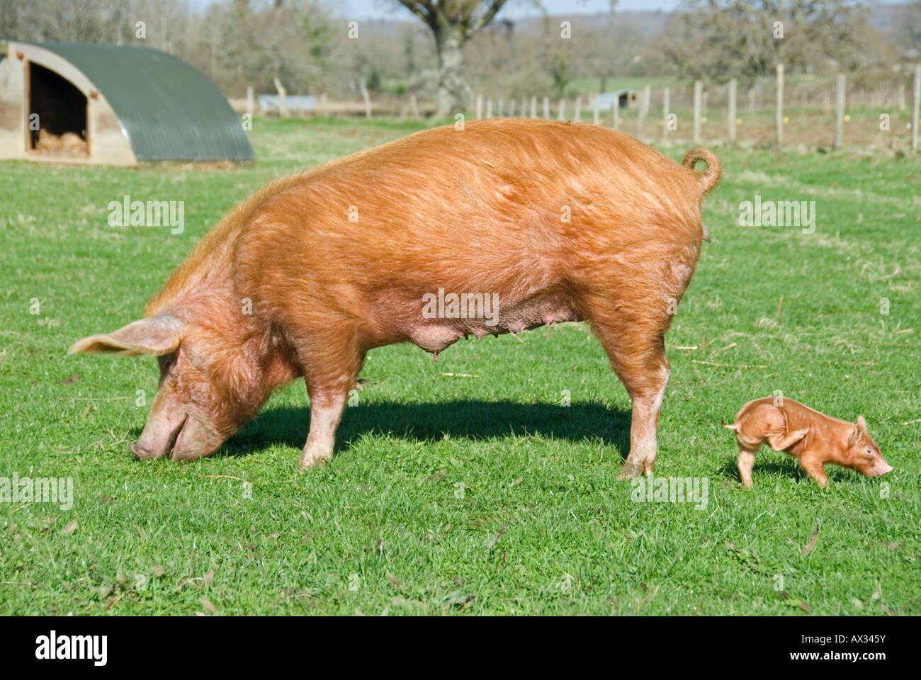 Tamworth pig hi-res stock photography and images - Alamy