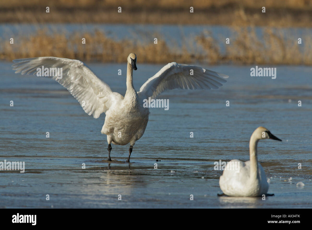 Trumpeter Swan Size Comparison