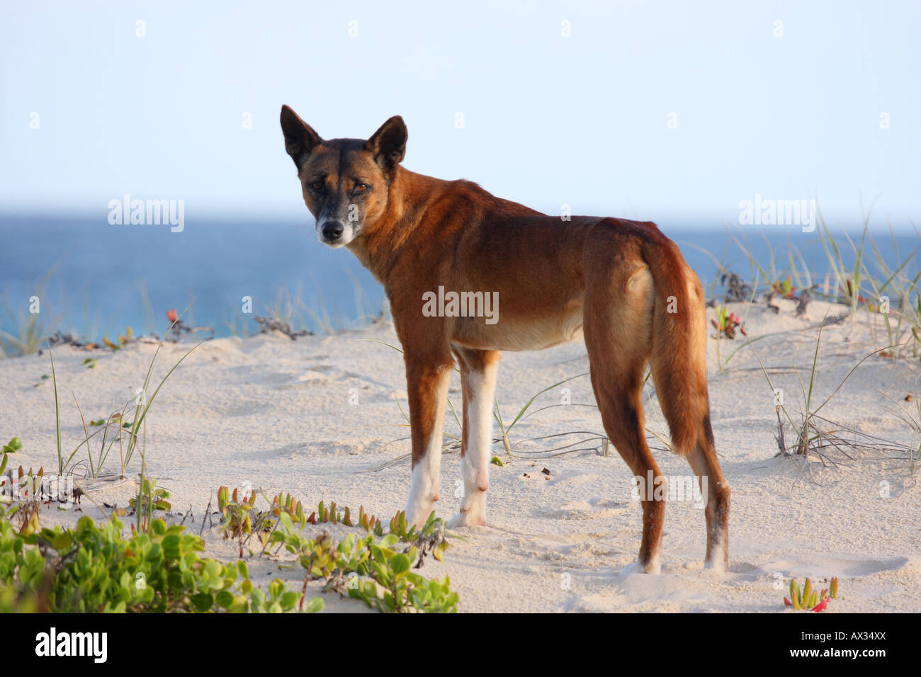 Dingo, canis lupus dingo, single pure-bred adult standing on a sand ...