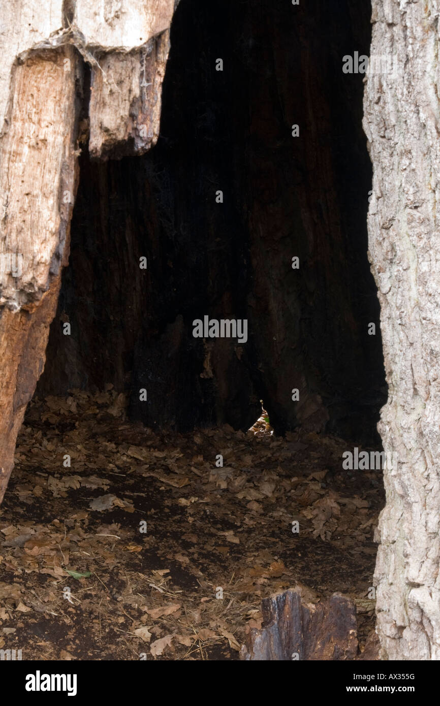 Eardisley great oak hi-res stock photography and images - Alamy