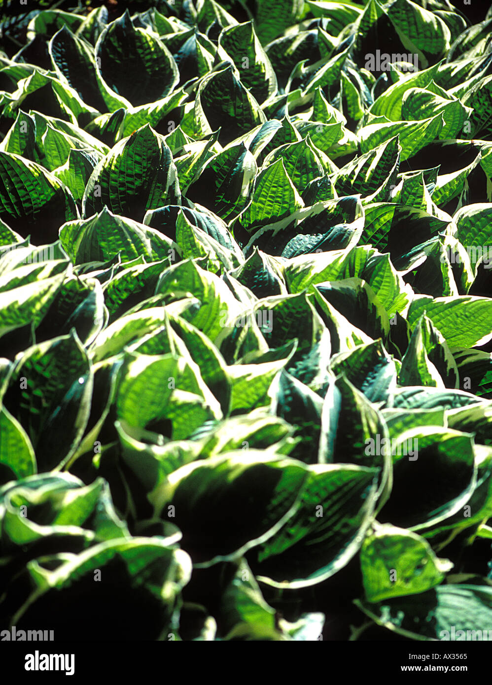 A profusion of hosta plants as far as the eye can see Stock Photo - Alamy