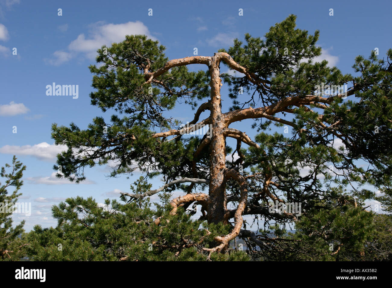flat topped old pine Stock Photo - Alamy