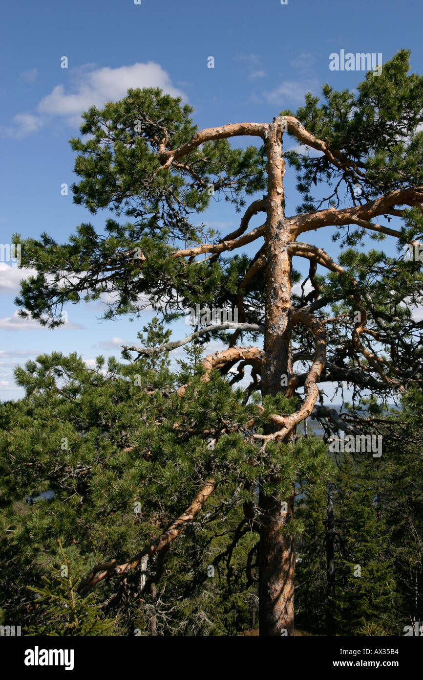 flat topped old pine Stock Photo - Alamy