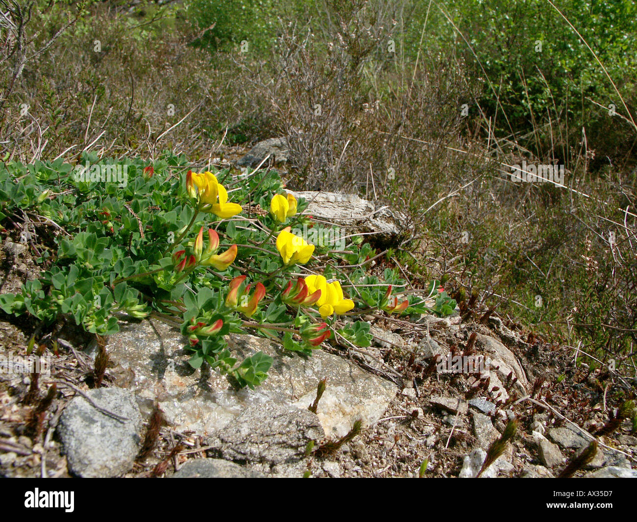 Bird s Foot Trefoil Stock Photo - Alamy