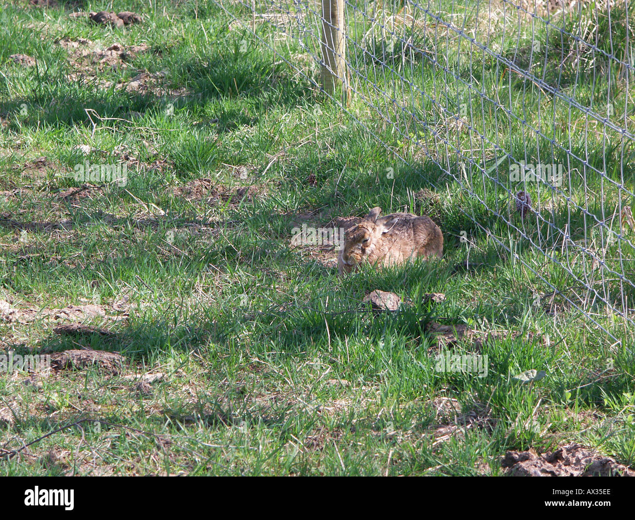 Spring Hare Sleeping