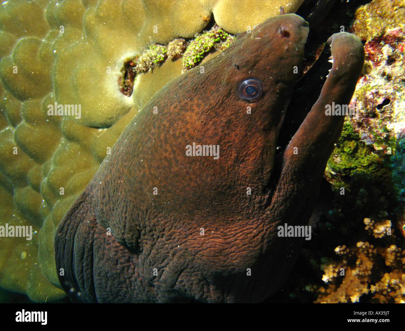Giant Moray Eel Stock Photo - Alamy