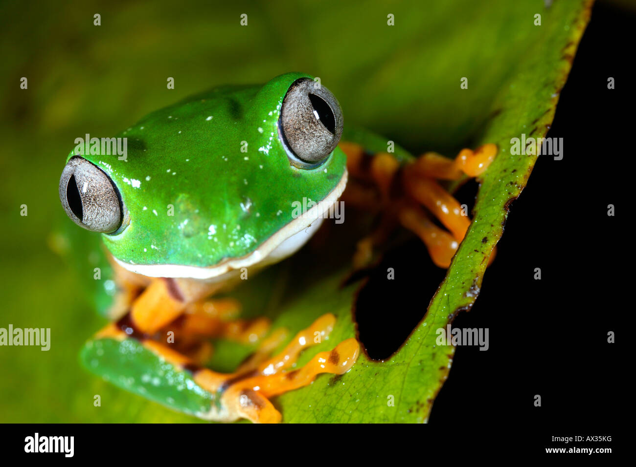 Barred monkey frog hi-res stock photography and images - Alamy