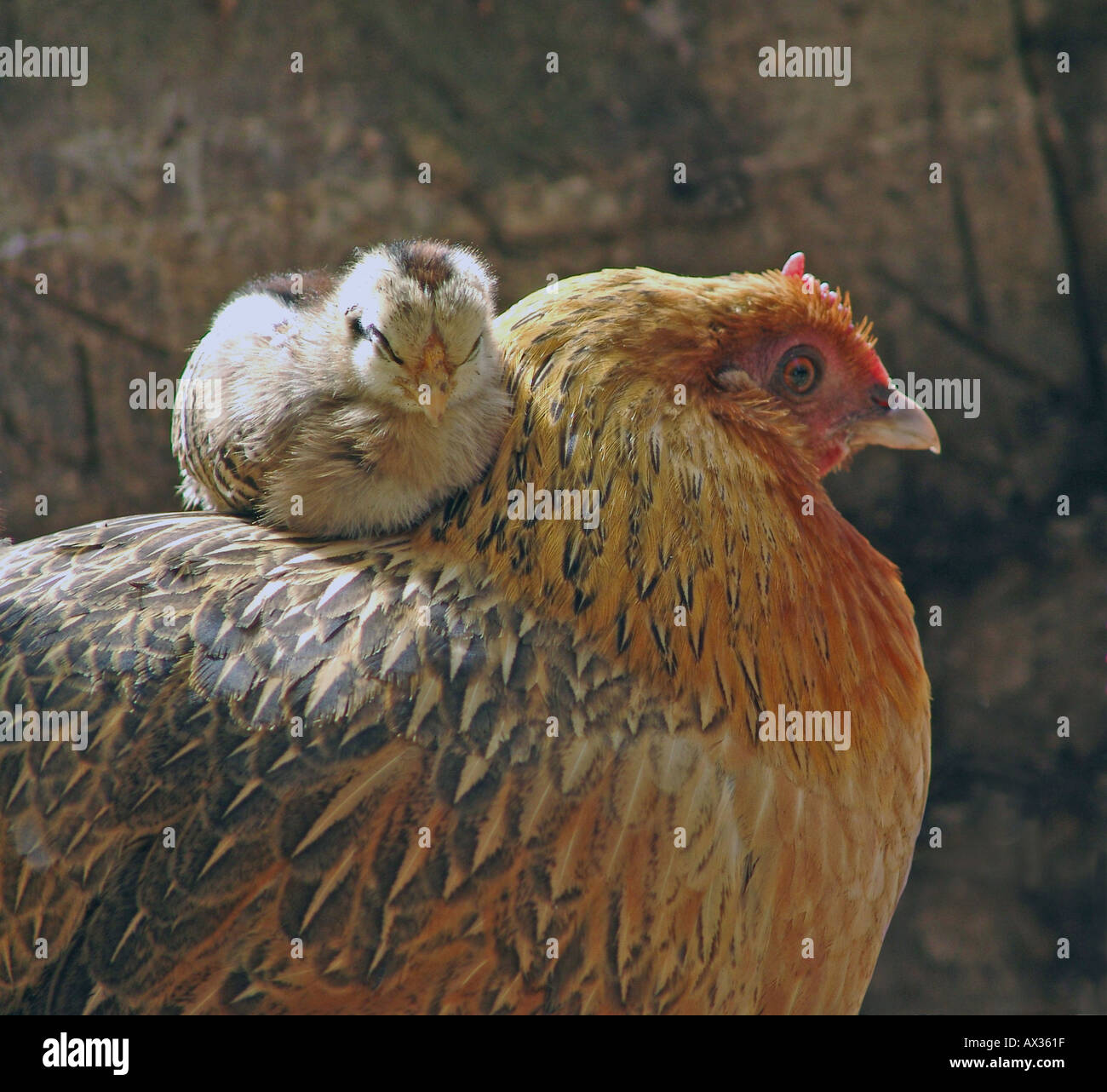 Sleeping chick with hen Stock Photo - Alamy