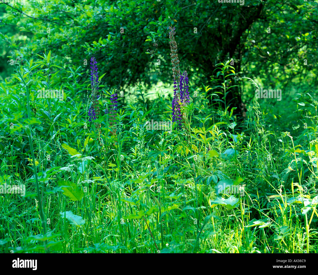 English hedgerow wild flowers plants hi-res stock photography and ...