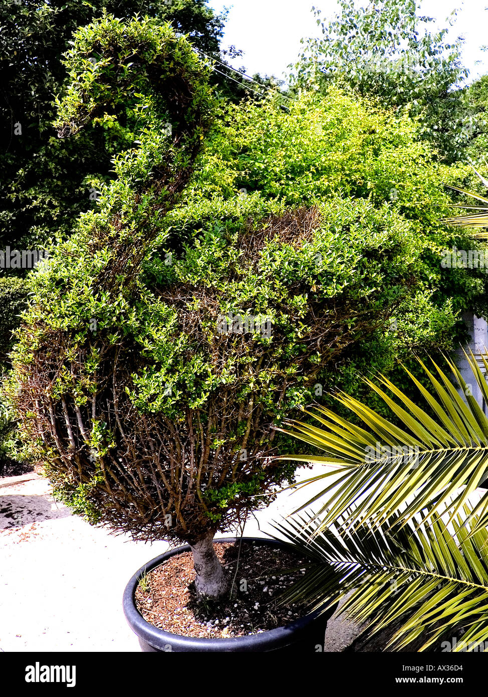 garden centre neils yard alexandra palace haringey north london Stock ...