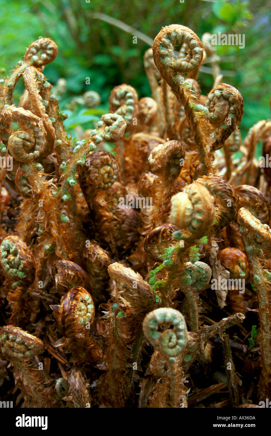 Furled ferns hi-res stock photography and images - Alamy