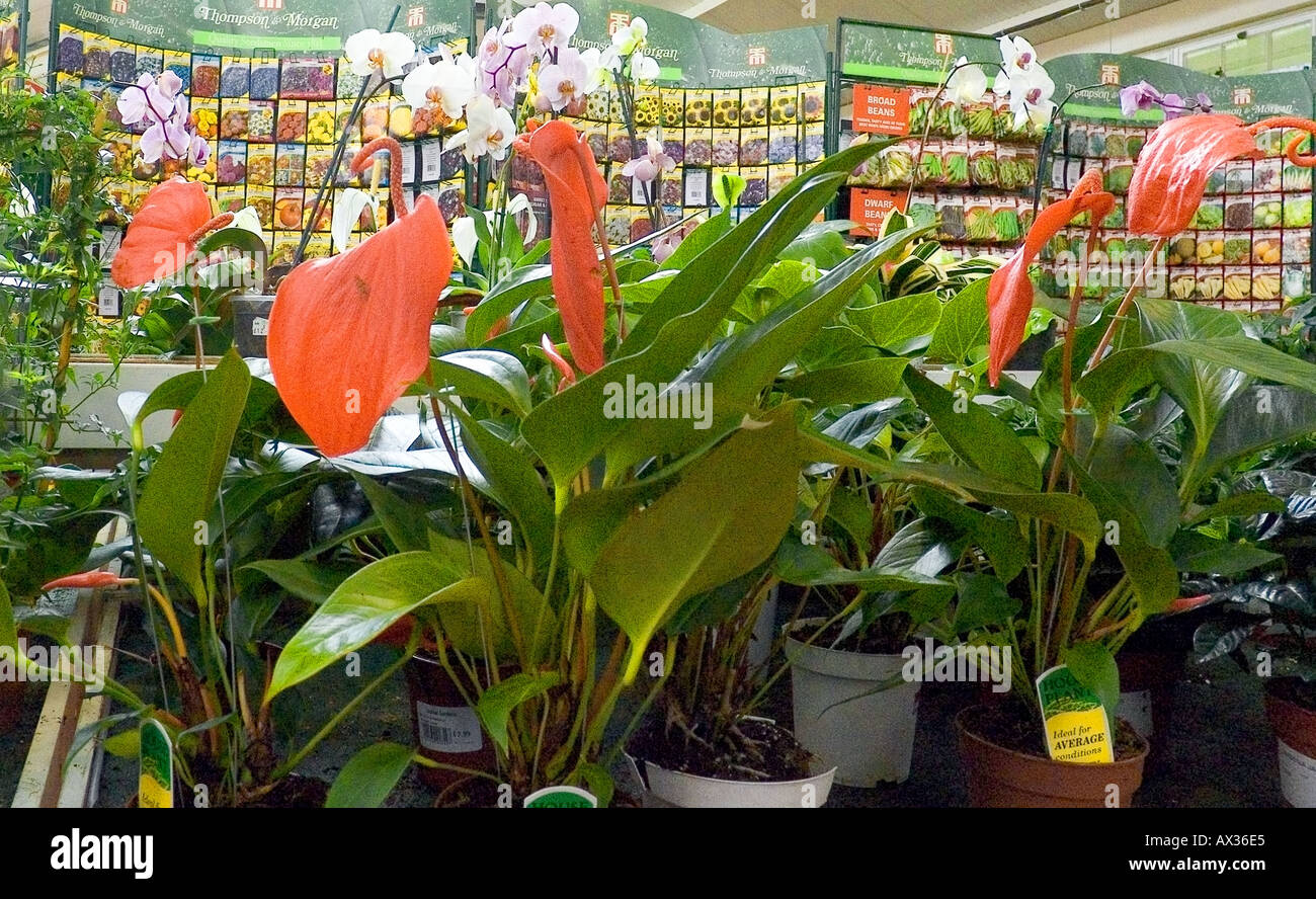 garden centre neils yard alexandra palace haringey north london Stock ...