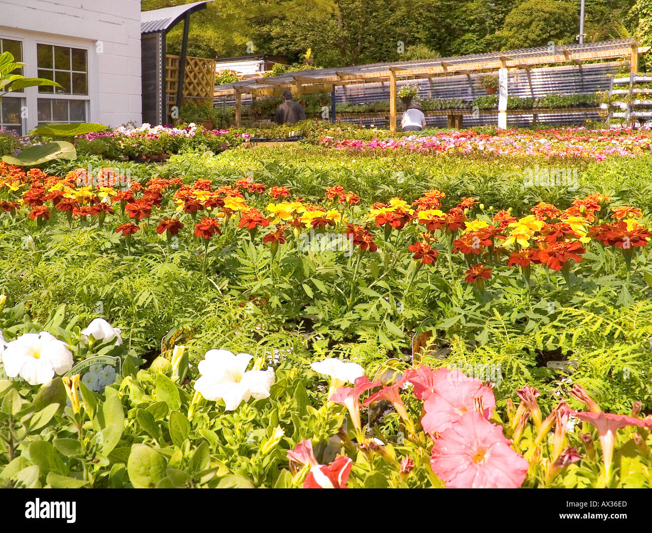 garden centre neils yard alexandra palace haringey north london Stock ...