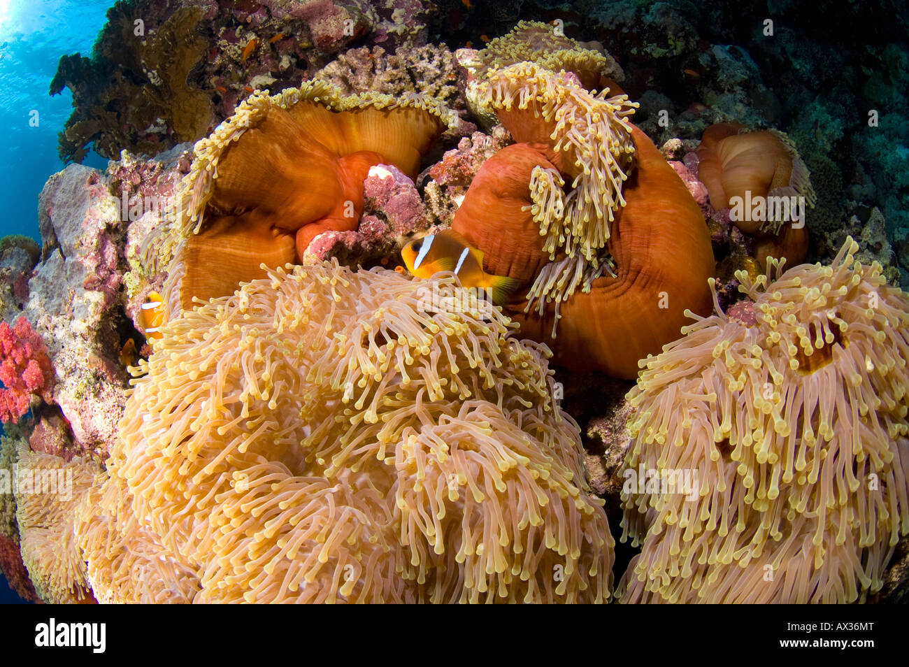 Amazing coral landscape Stock Photo - Alamy