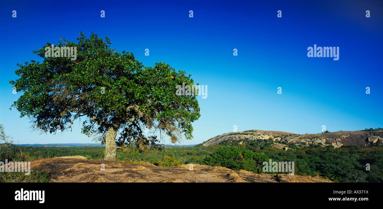 Dome and Live Oak tree Enchanted Rock State Natural Area Fredericksburg ...