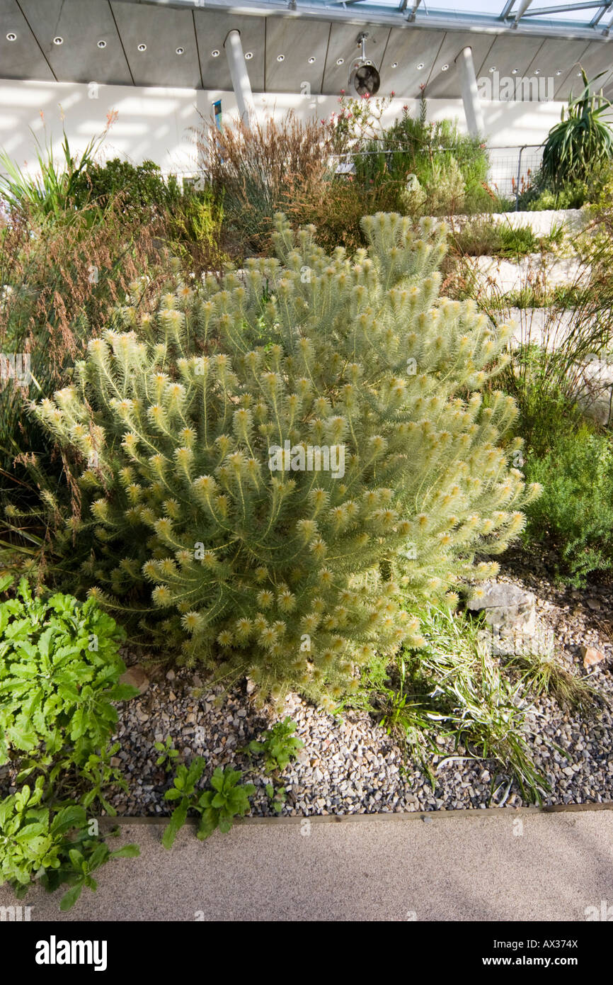 bottlebrush tree shrub plant Stock Photo - Alamy