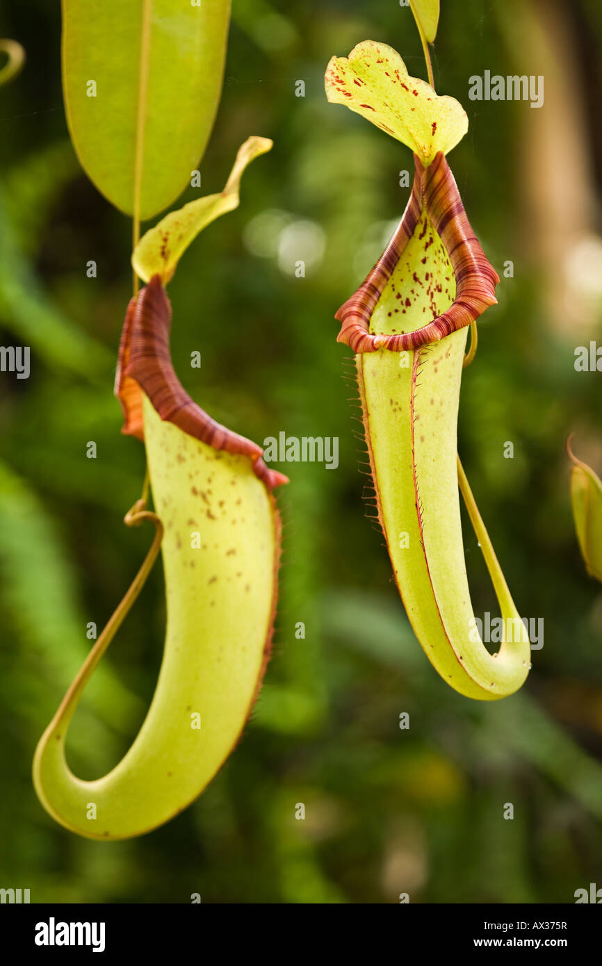 Predatory plant hi-res stock photography and images - Alamy