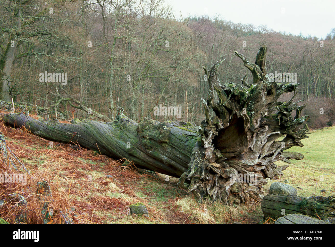 Upended tree hi-res stock photography and images - Alamy