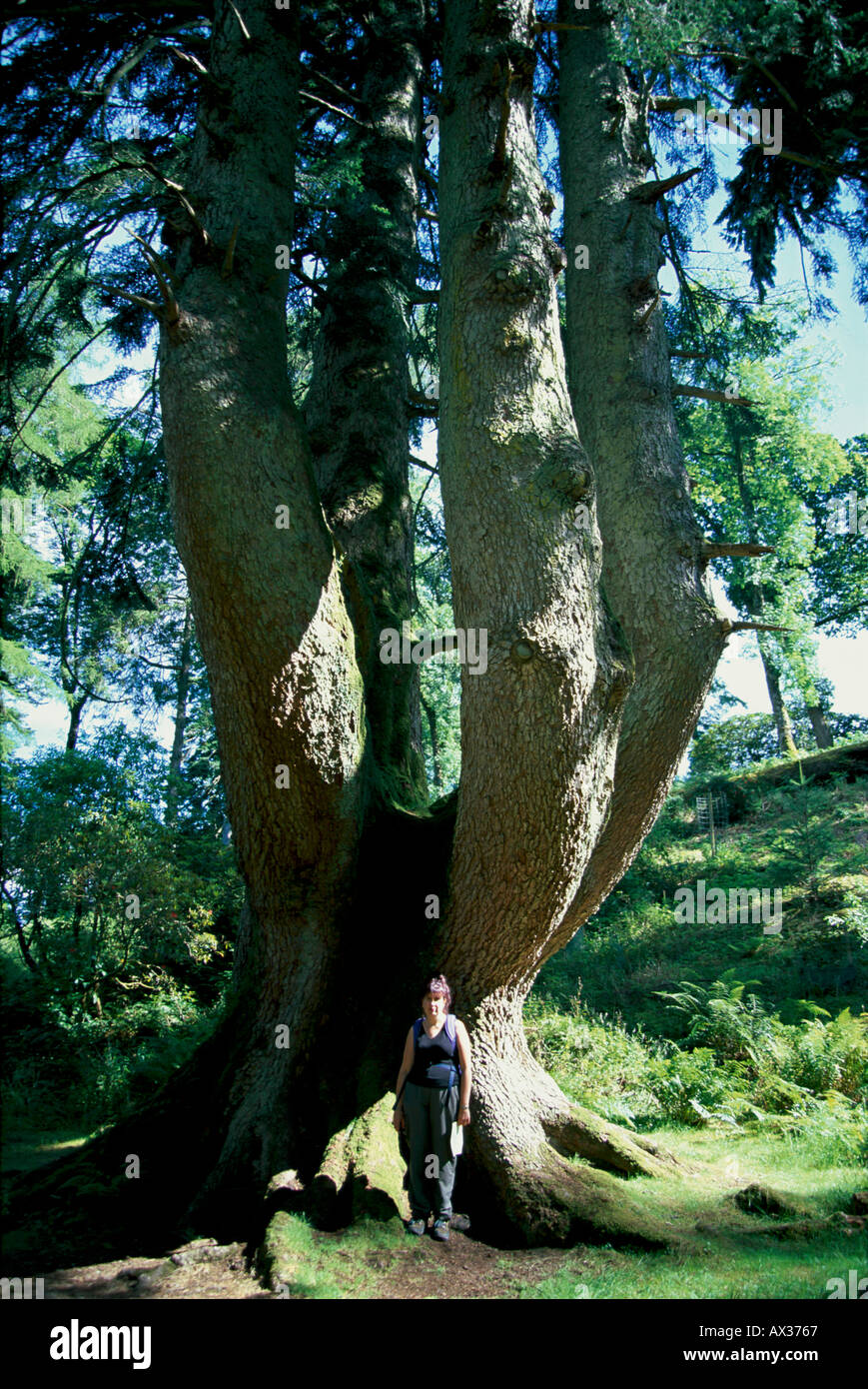 The giant silver tree hi-res stock photography and images - Alamy