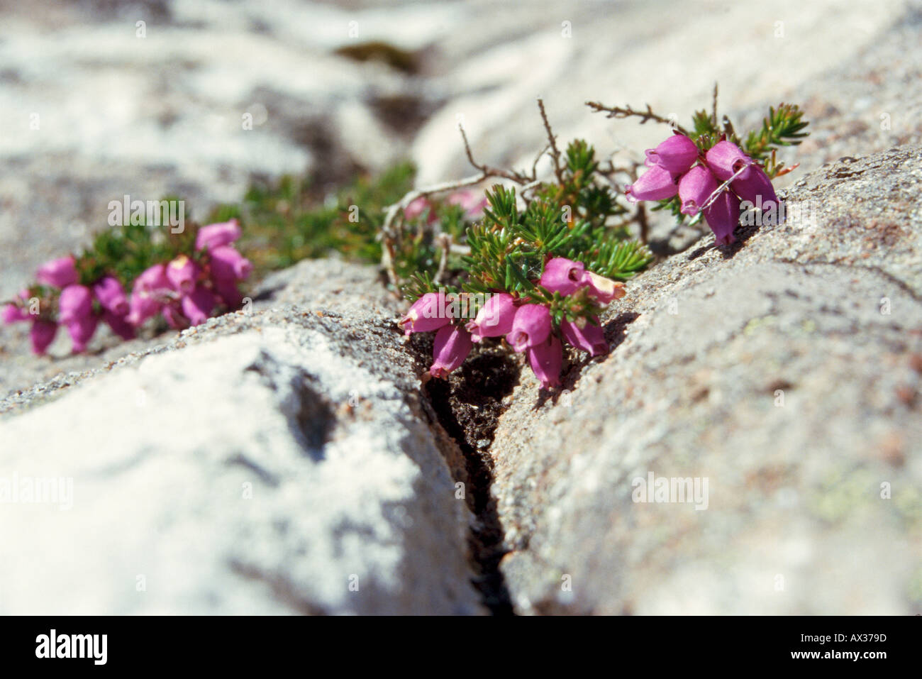 Resistant rocks hi-res stock photography and images - Alamy