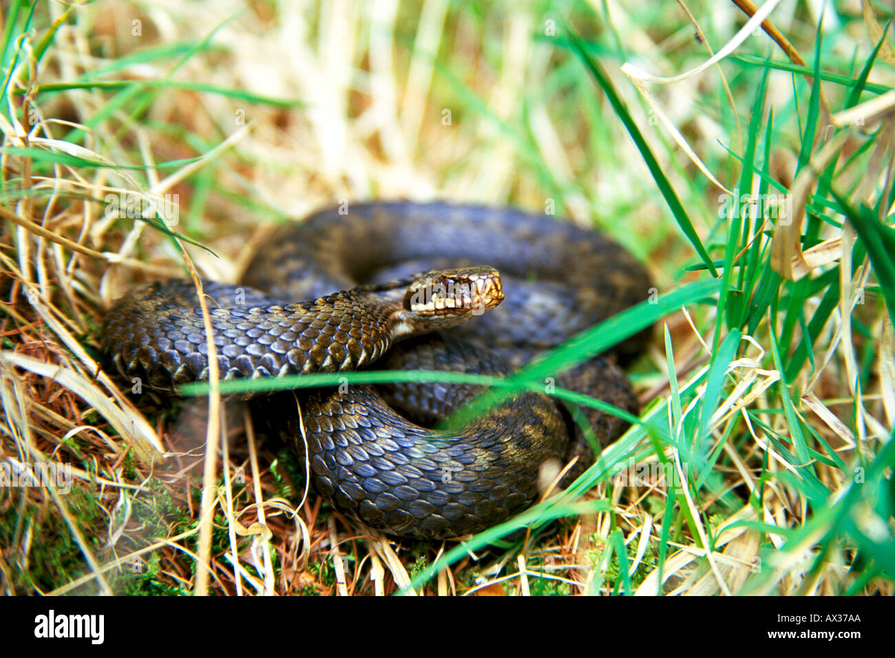 Sleep snake hi-res stock photography and images - Alamy