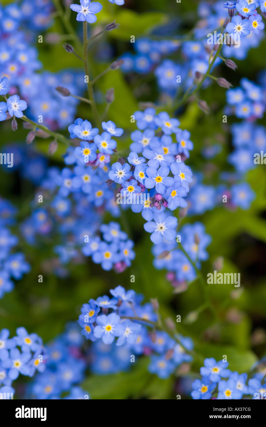 Forget me not blue flower Stock Photo - Alamy