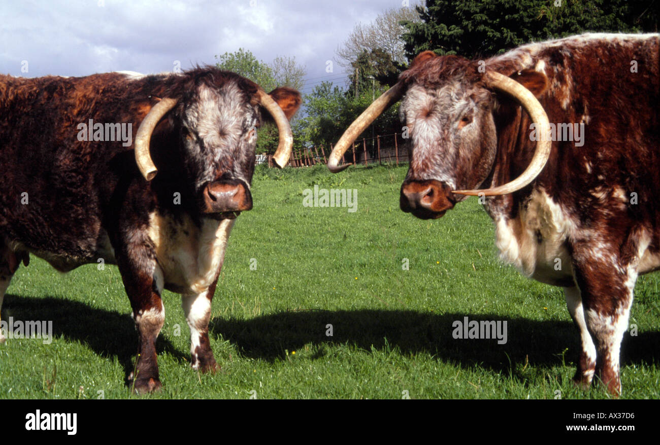 Cow with a curved horn hi-res stock photography and images - Alamy