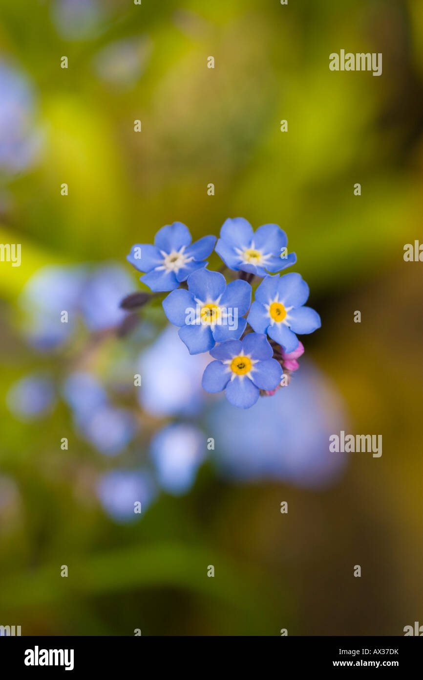 Forget me not blue flower Stock Photo - Alamy