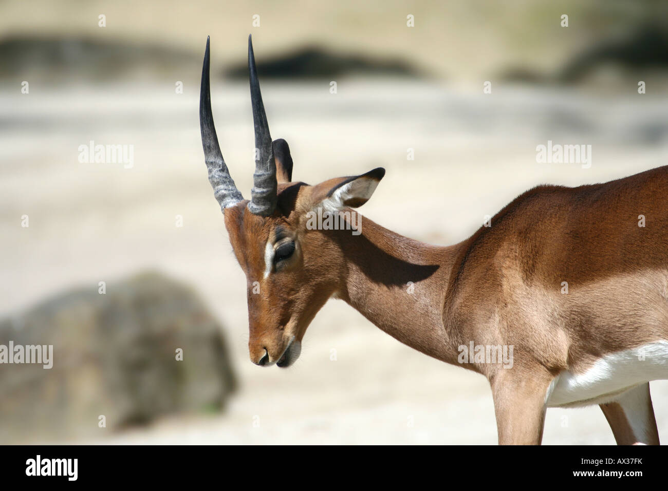 Thomson s Gazelle - Gazelle thomsonii Stock Photo - Alamy