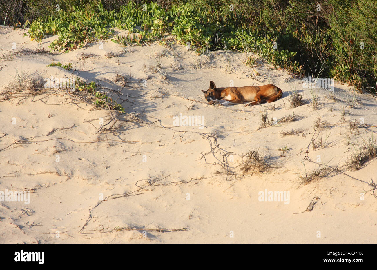 Dingo, canis lupus dingo, single pure-bred adult lying on a sand dune ...