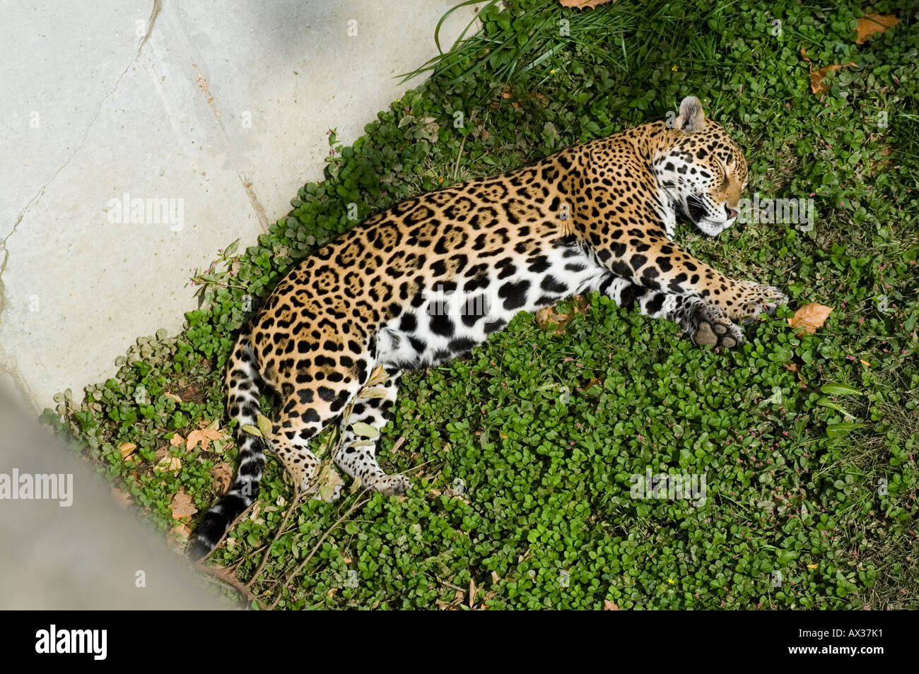 Amur leopard sleeping Stock Photo - Alamy