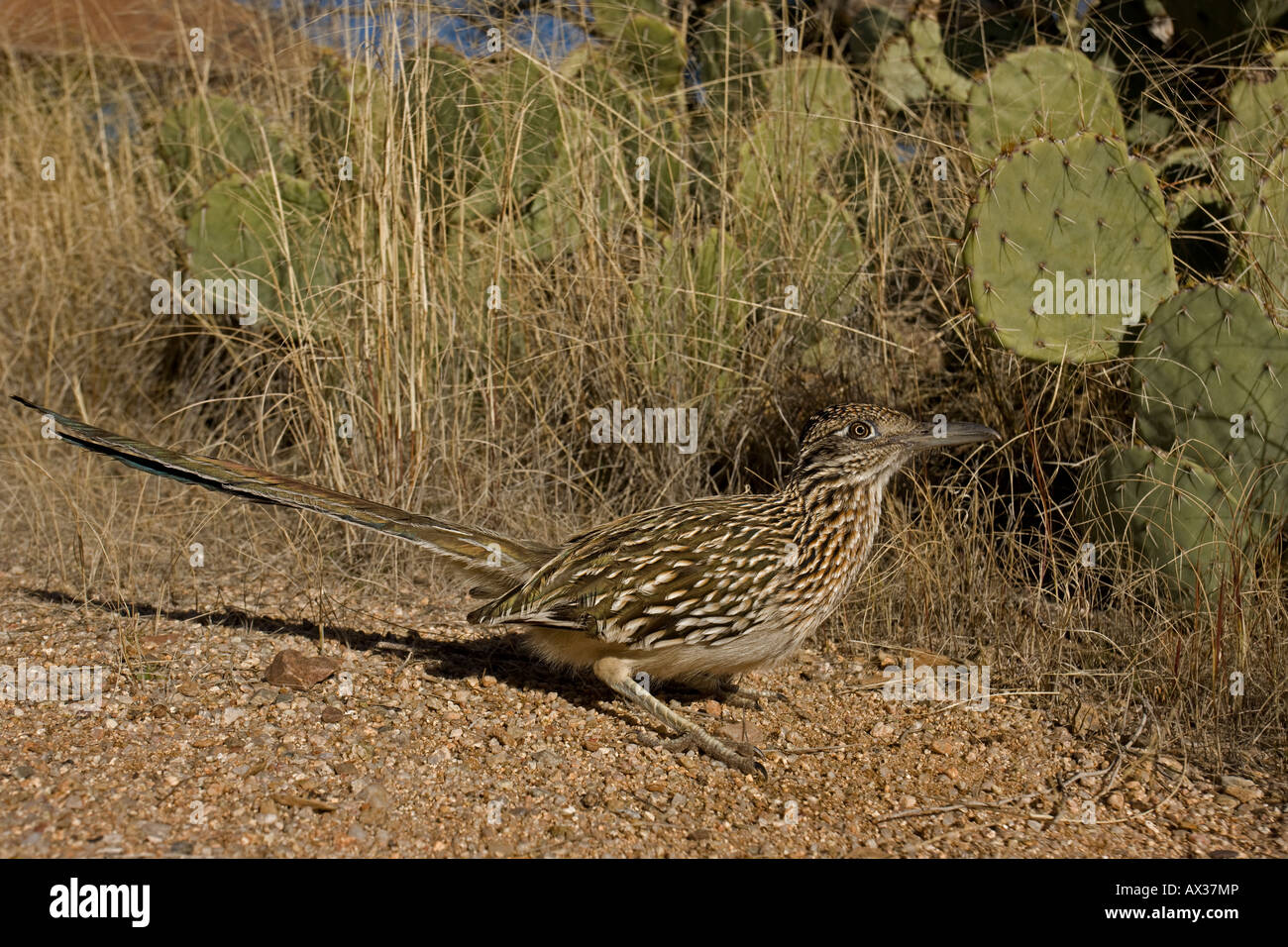 Arizona Roadrunners High Resolution Stock Photography and Images - Alamy